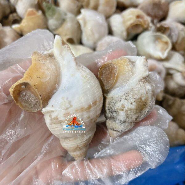 Ốc Bulot Pháp Là Gì? Ốc Bulot Mua Ở Đâu? Ốc Bulot Làm Gì Ngon?