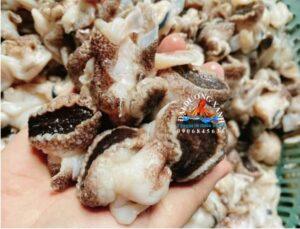 Ốc Giấy Là Ốc Gì? Ốc Giấy Giá Bao Nhiêu?