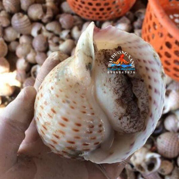 Ốc Giấy Là Ốc Gì? Ốc Giấy Giá Bao Nhiêu?